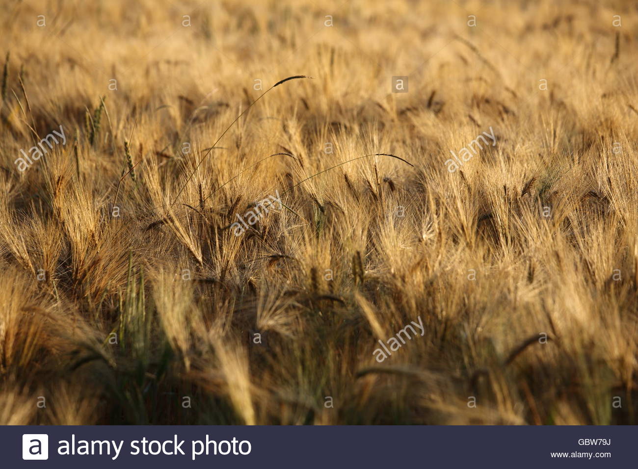 Corn barley hi-res stock photography and images - Alamy