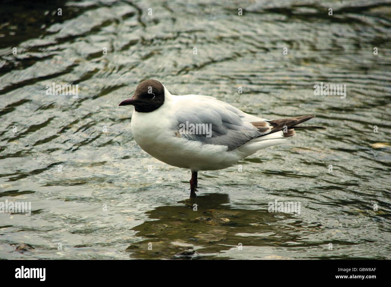 Black Headed Seagull Stock Photo - Alamy