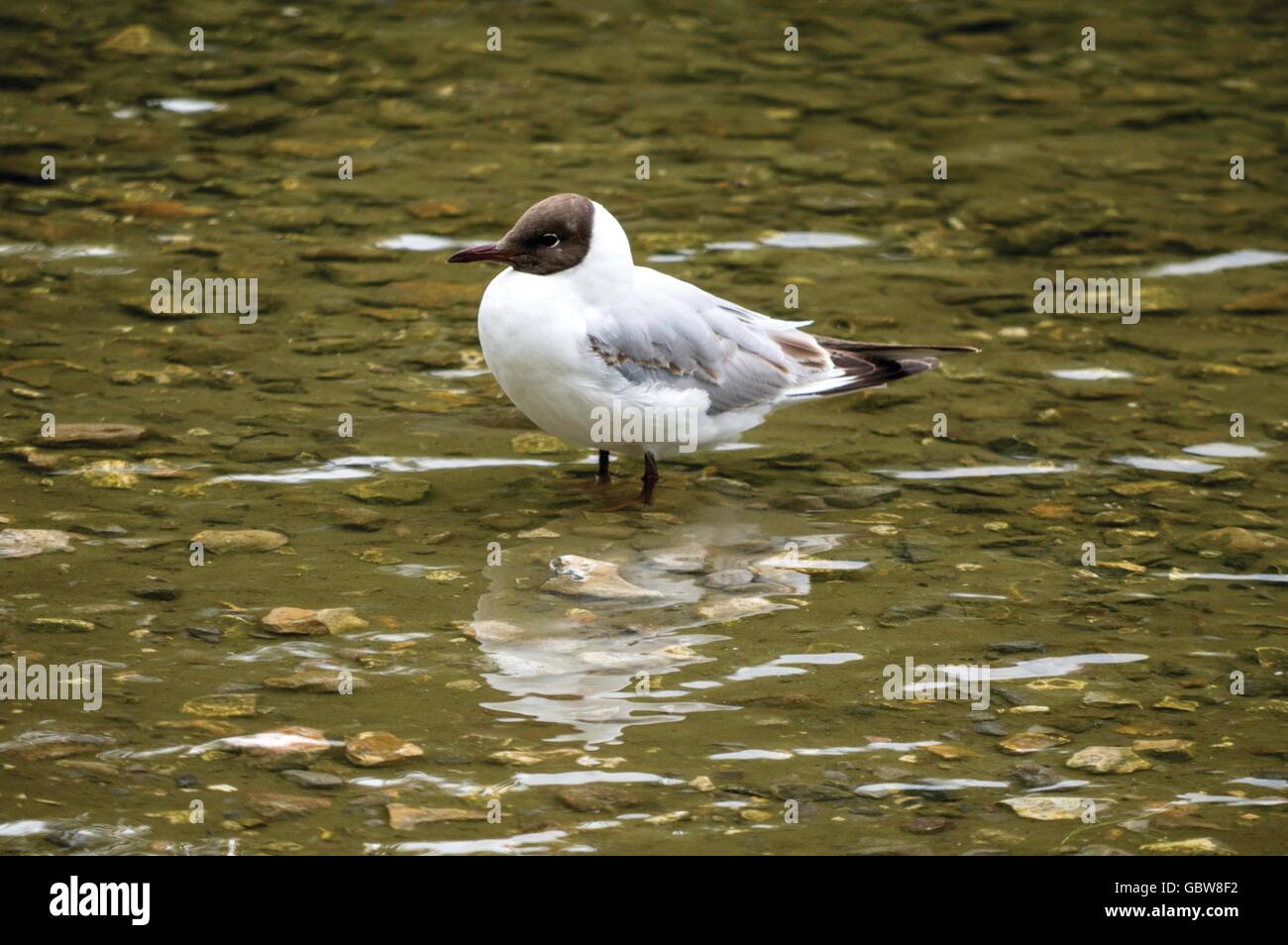 Black Headed Seagull Stock Photo - Alamy
