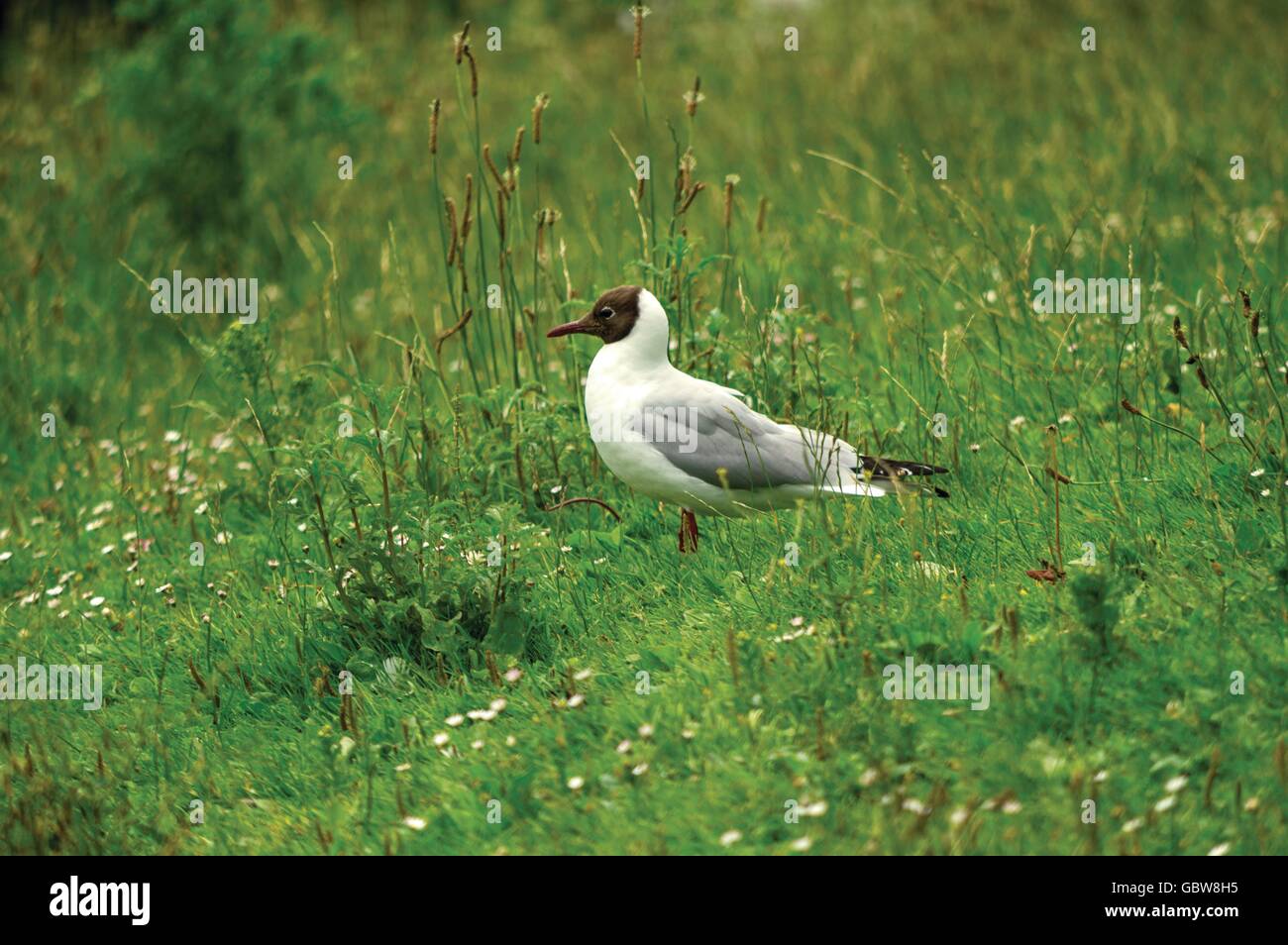 Black Headed Seagull Stock Photo - Alamy