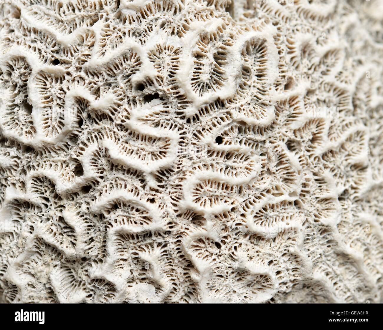 Texture formed by the detail of a coral Stock Photo - Alamy