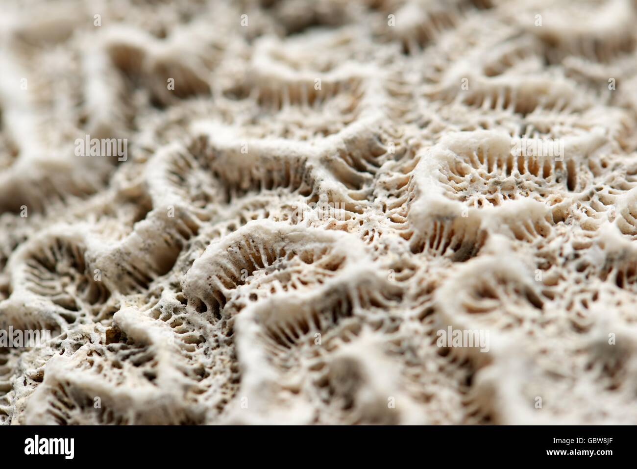 Texture formed by the detail of a coral Stock Photo - Alamy