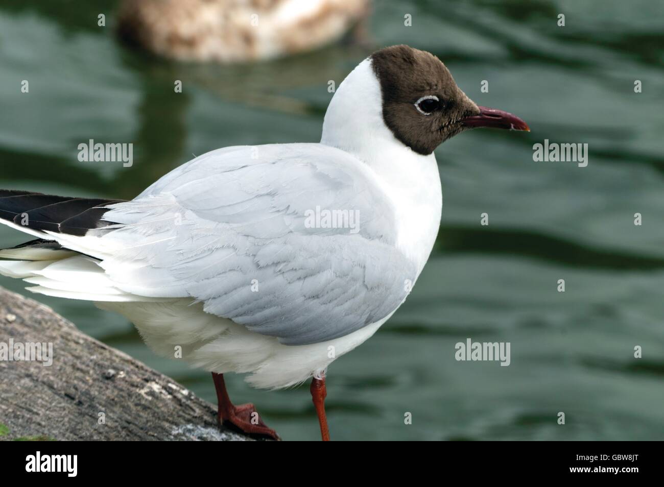 Black Headed Seagull High Resolution Stock Photography and Images - Alamy