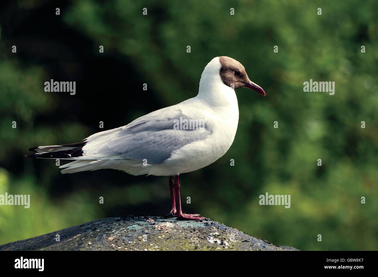 Black Headed Seagull Stock Photo - Alamy