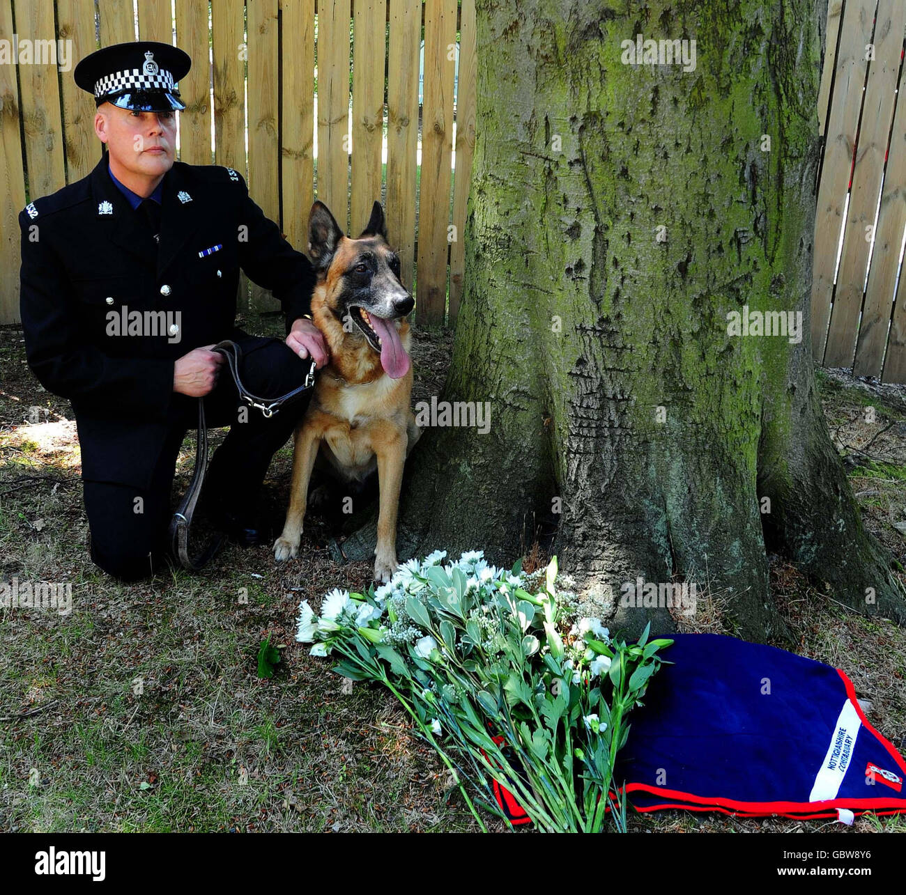 Two police dogs die in hot car Stock Photo - Alamy