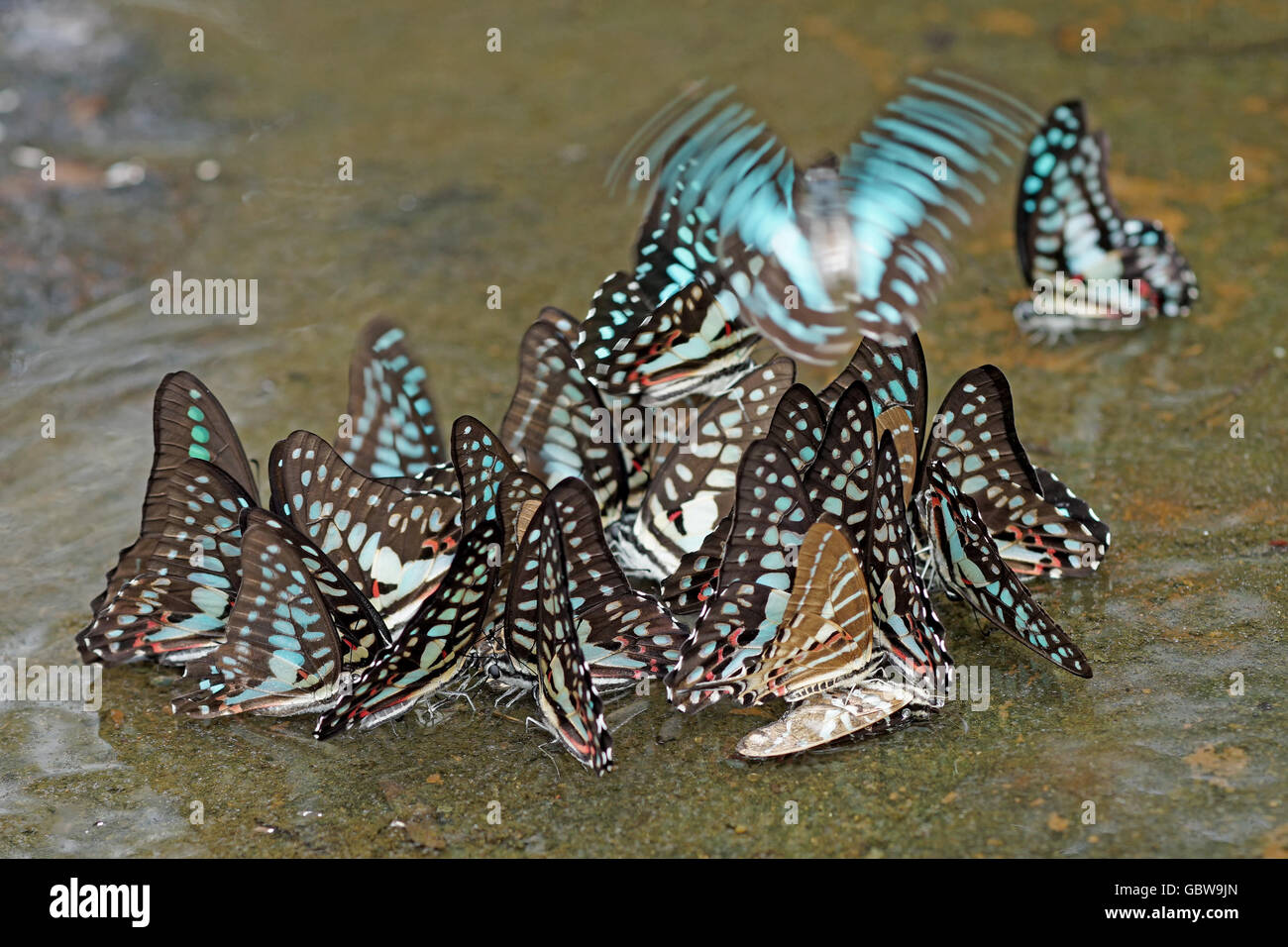 pile of beautiful butterfly in nature Stock Photo - Alamy