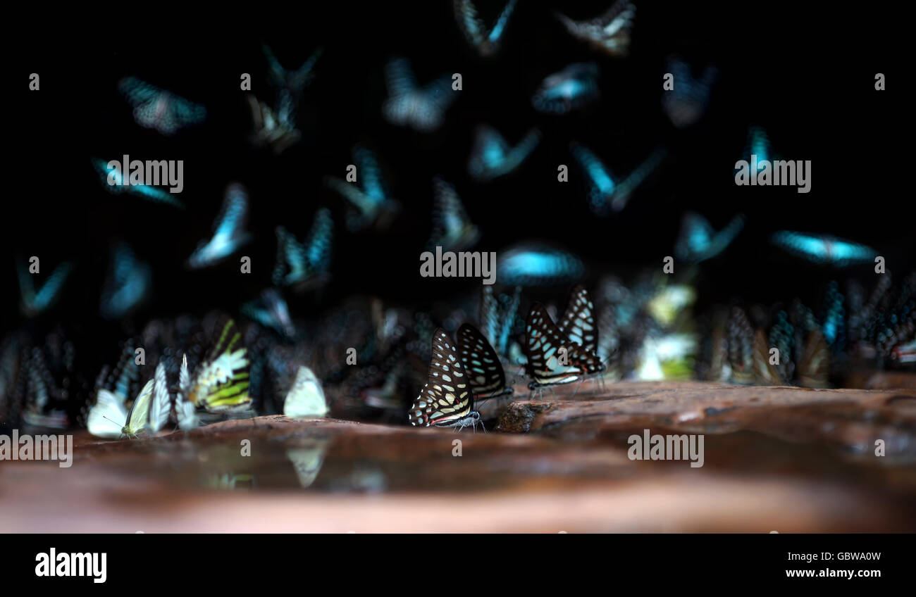 pile of beautiful butterfly in nature Stock Photo - Alamy