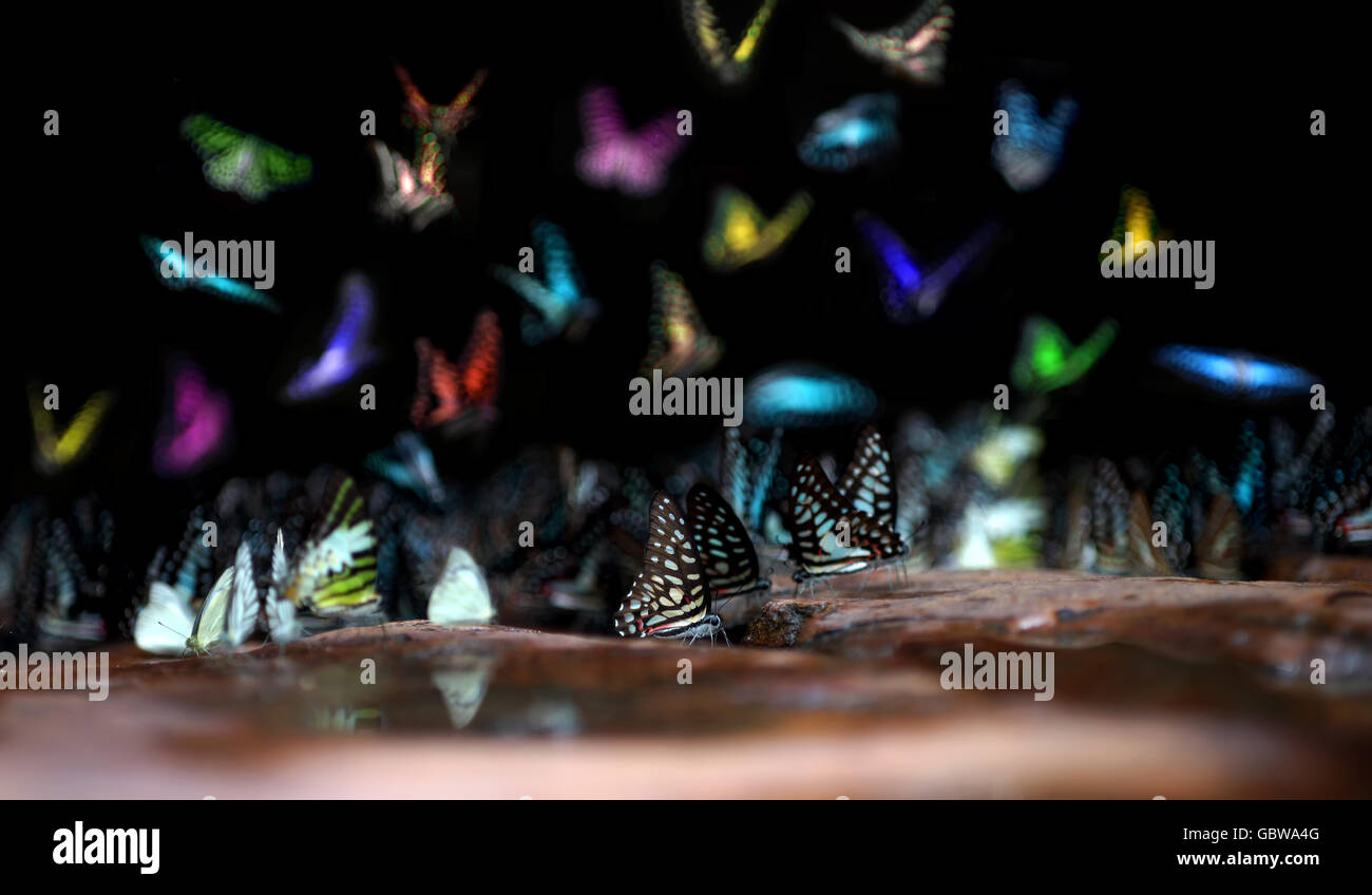 Fancy butterfly hi-res stock photography and images - Alamy