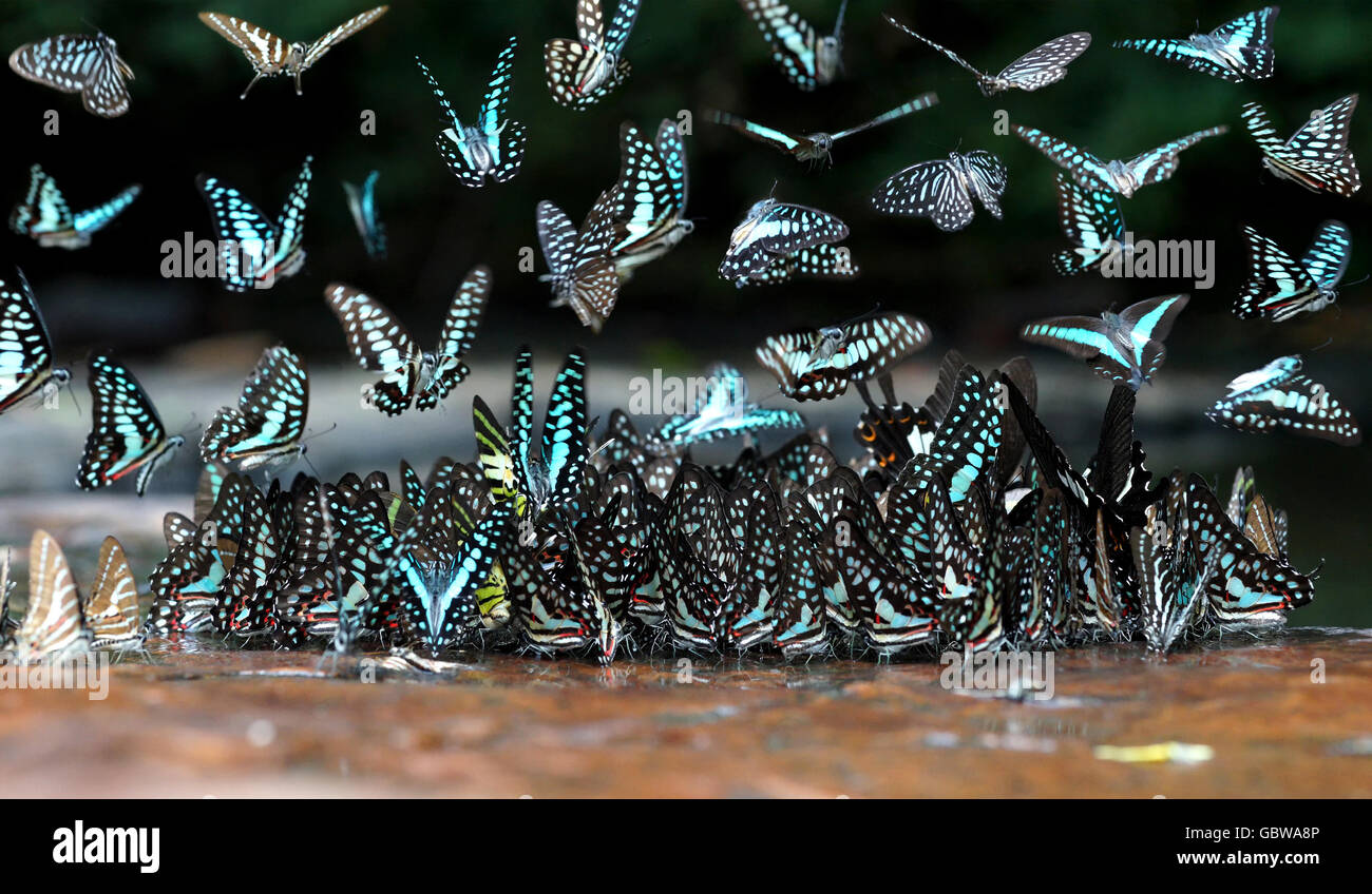 pile of beautiful butterfly in nature Stock Photo - Alamy