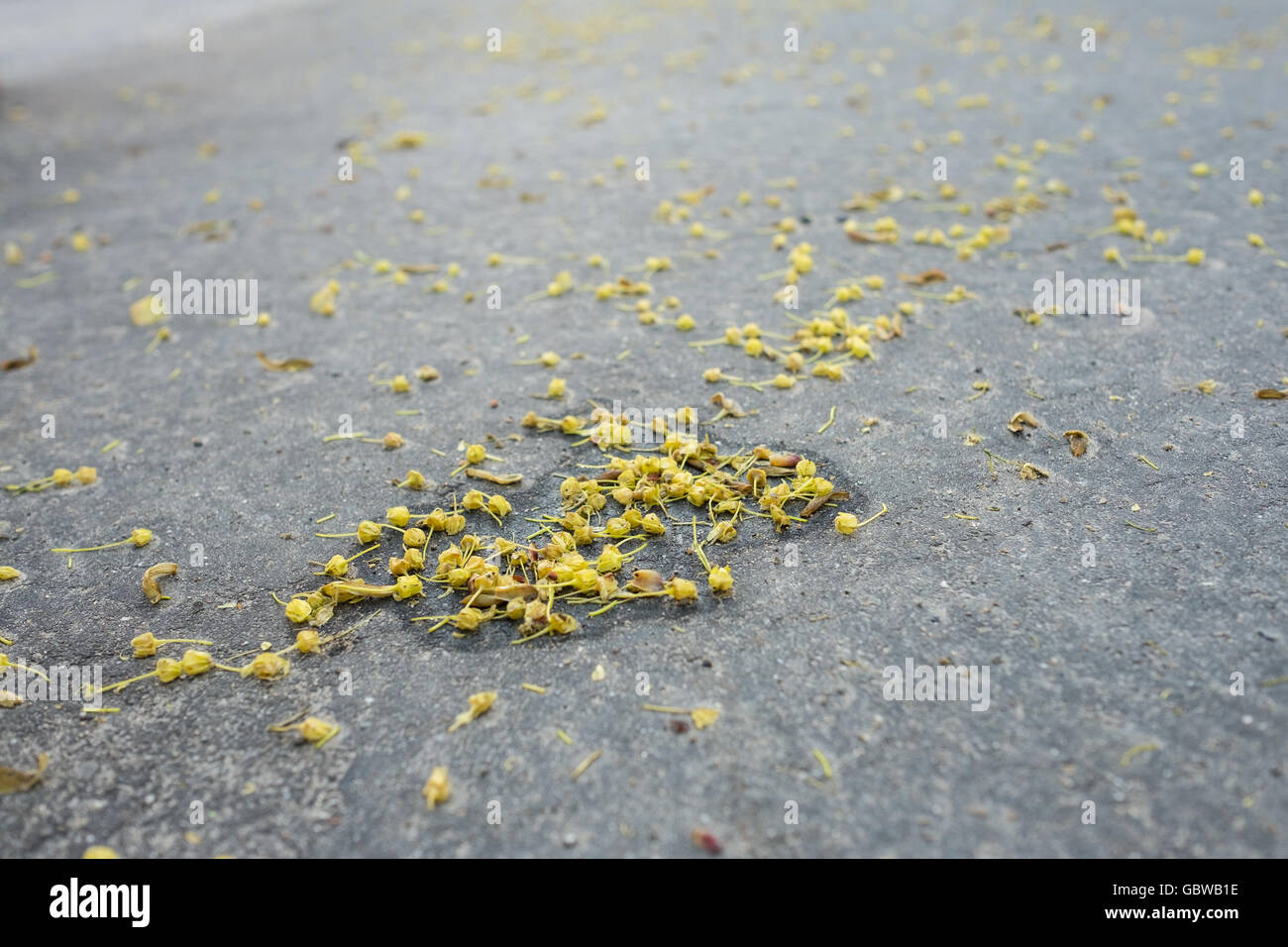 Maple Tree Pollen