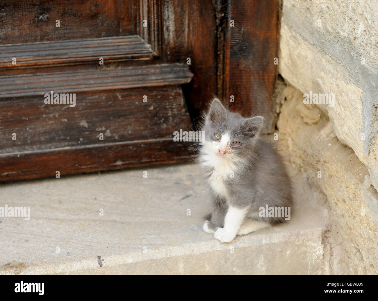 Travel Stock, Baku, Azerbaijan. A cat sits on a doorstep in Baku ...