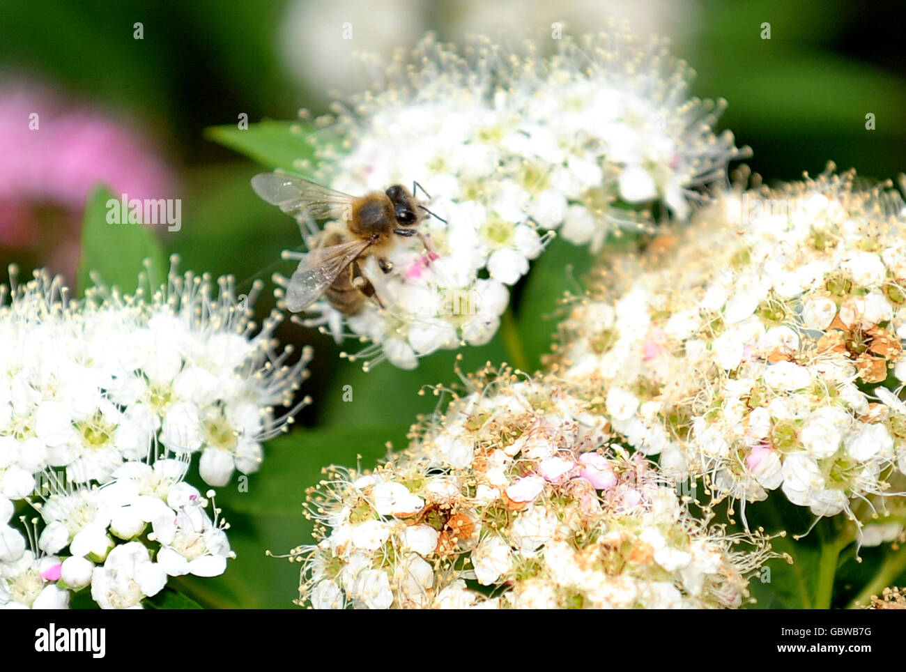 General stock bees hi-res stock photography and images - Alamy