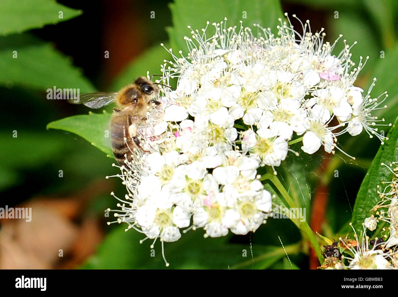 General Stock - Bees Stock Photo - Alamy