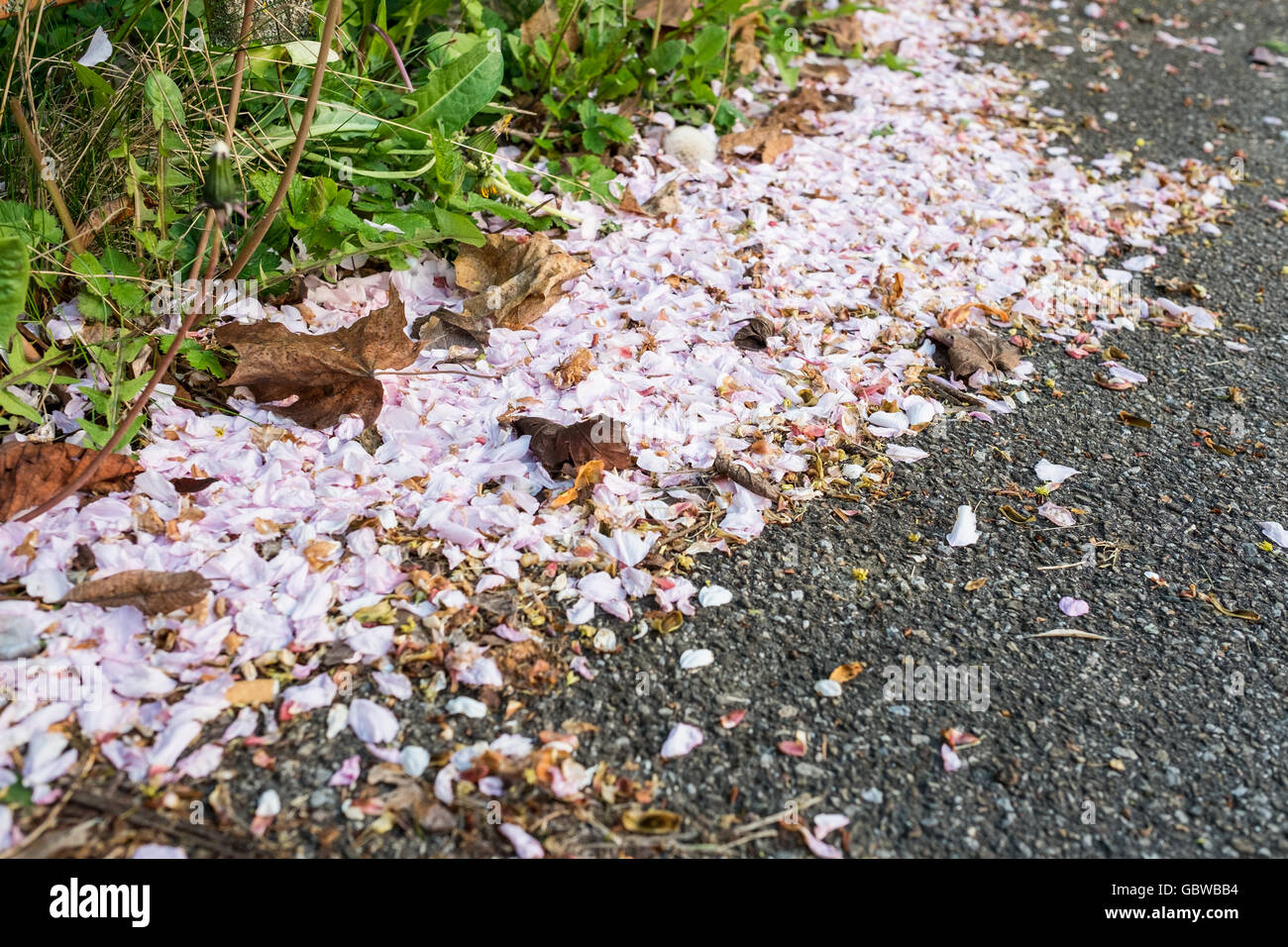 Hay fever from pollen and pink petals of a plum tree Stock Photo - Alamy
