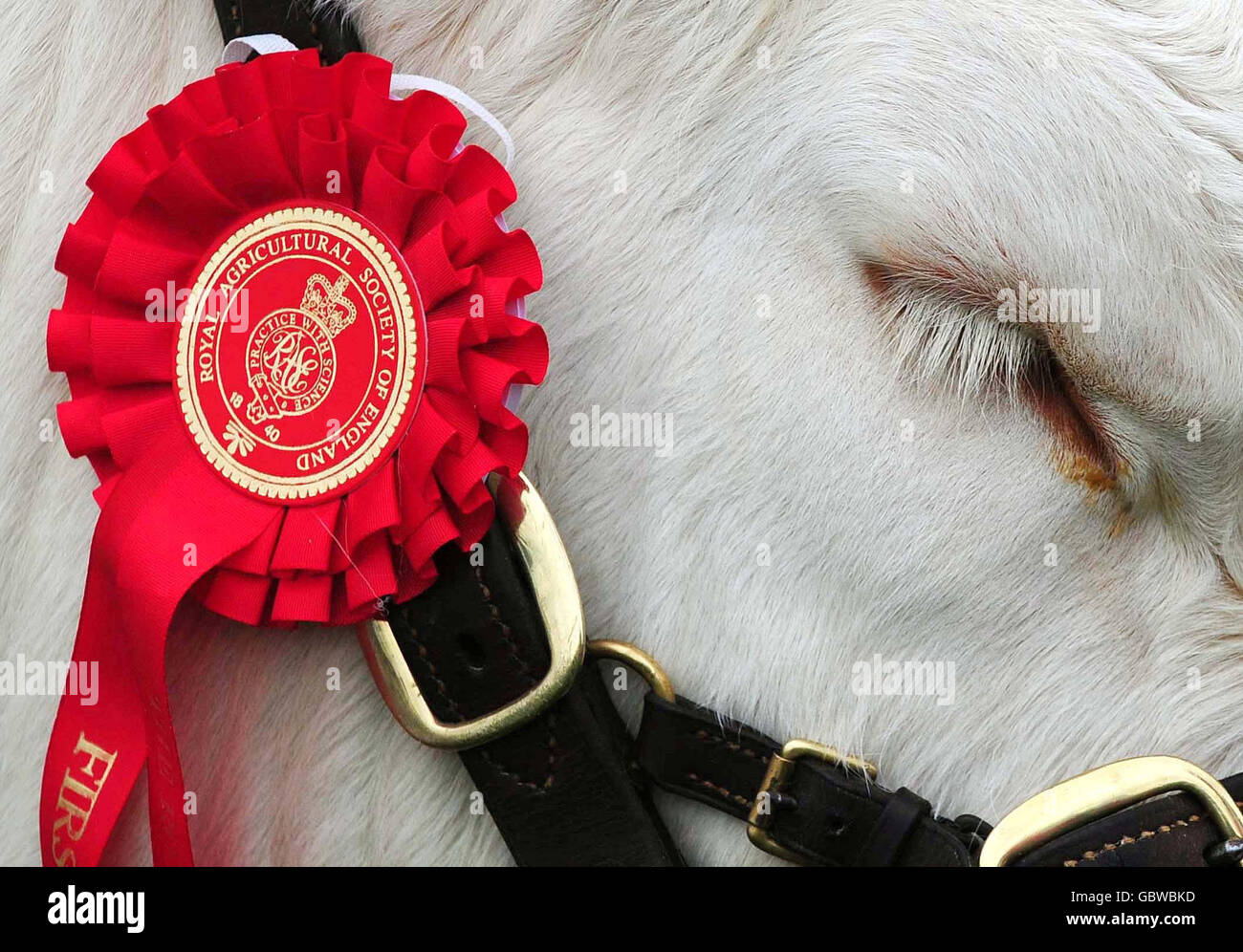 A first prize ribbon for a Junior Heifer at the Royal Show, Stoneleigh ...