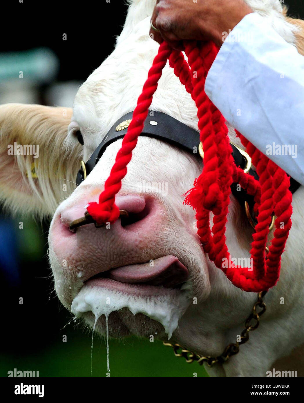 Simmental cattle during judging at the royal show hi-res stock ...