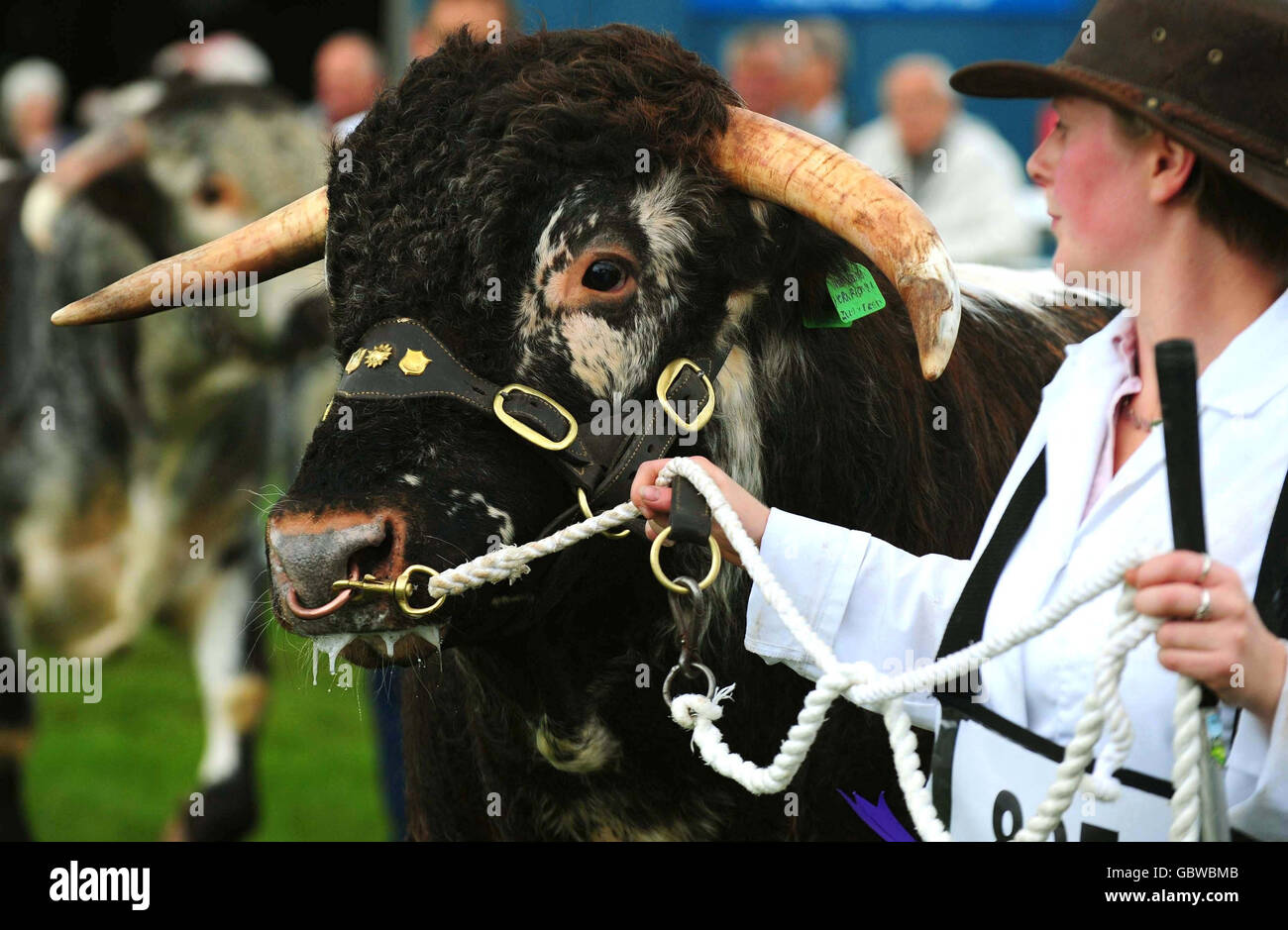 Longhorn cattle during judging at the royal show hi-res stock ...