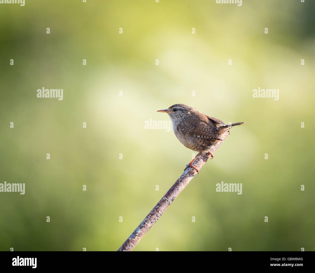 Wild wren set on metal post with green background (Troglodytes ...