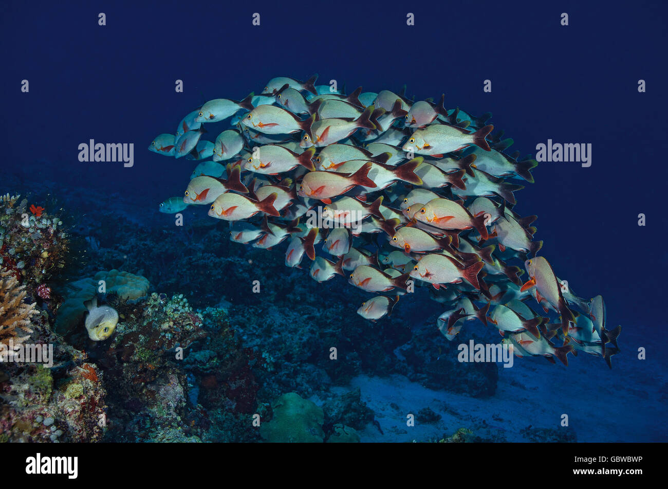 Shoal of Humpback Red Snappers (Lutjanus gibbus) over a coral reef ...