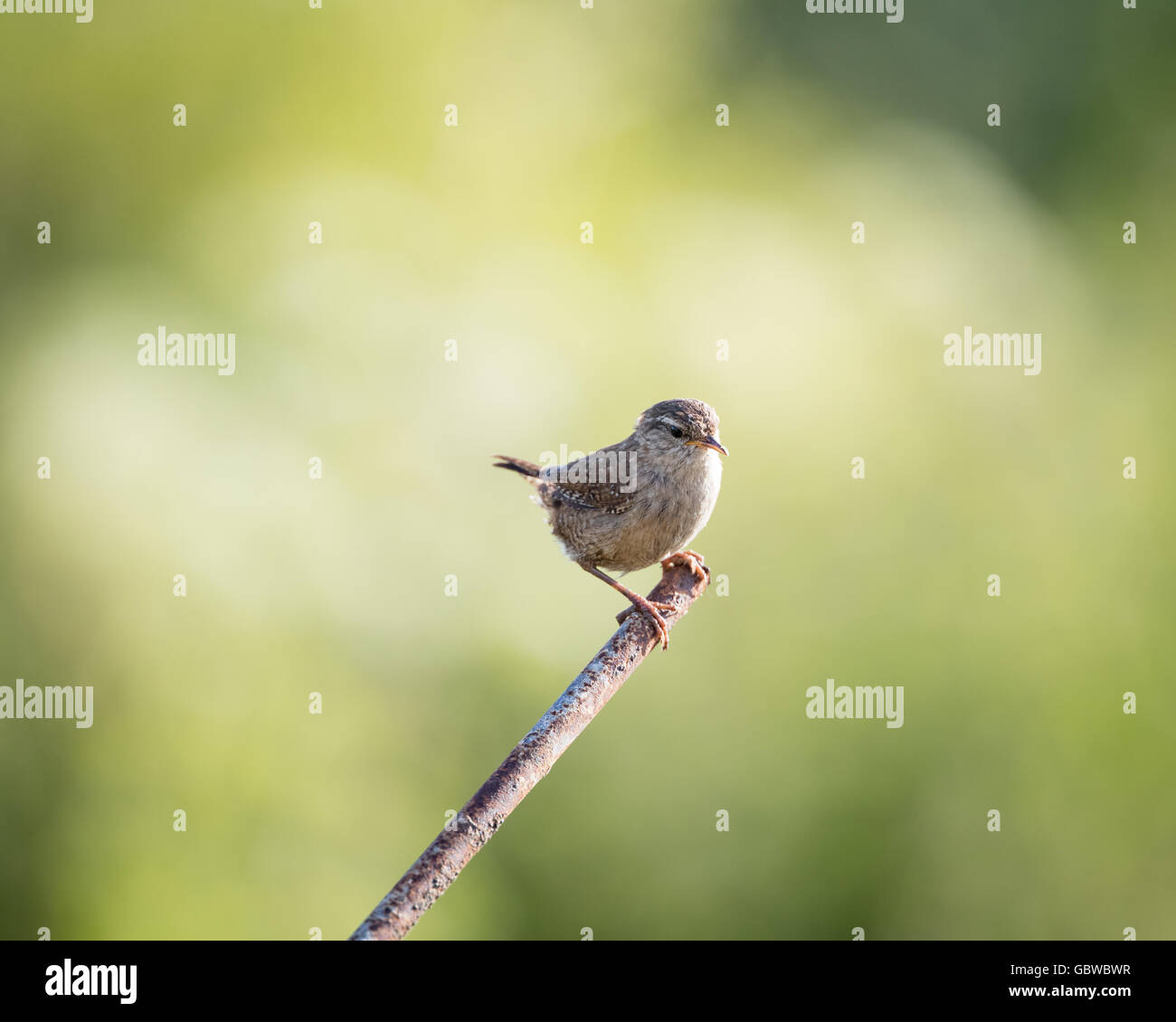 Wild wren set on metal post with green background (Troglodytes ...