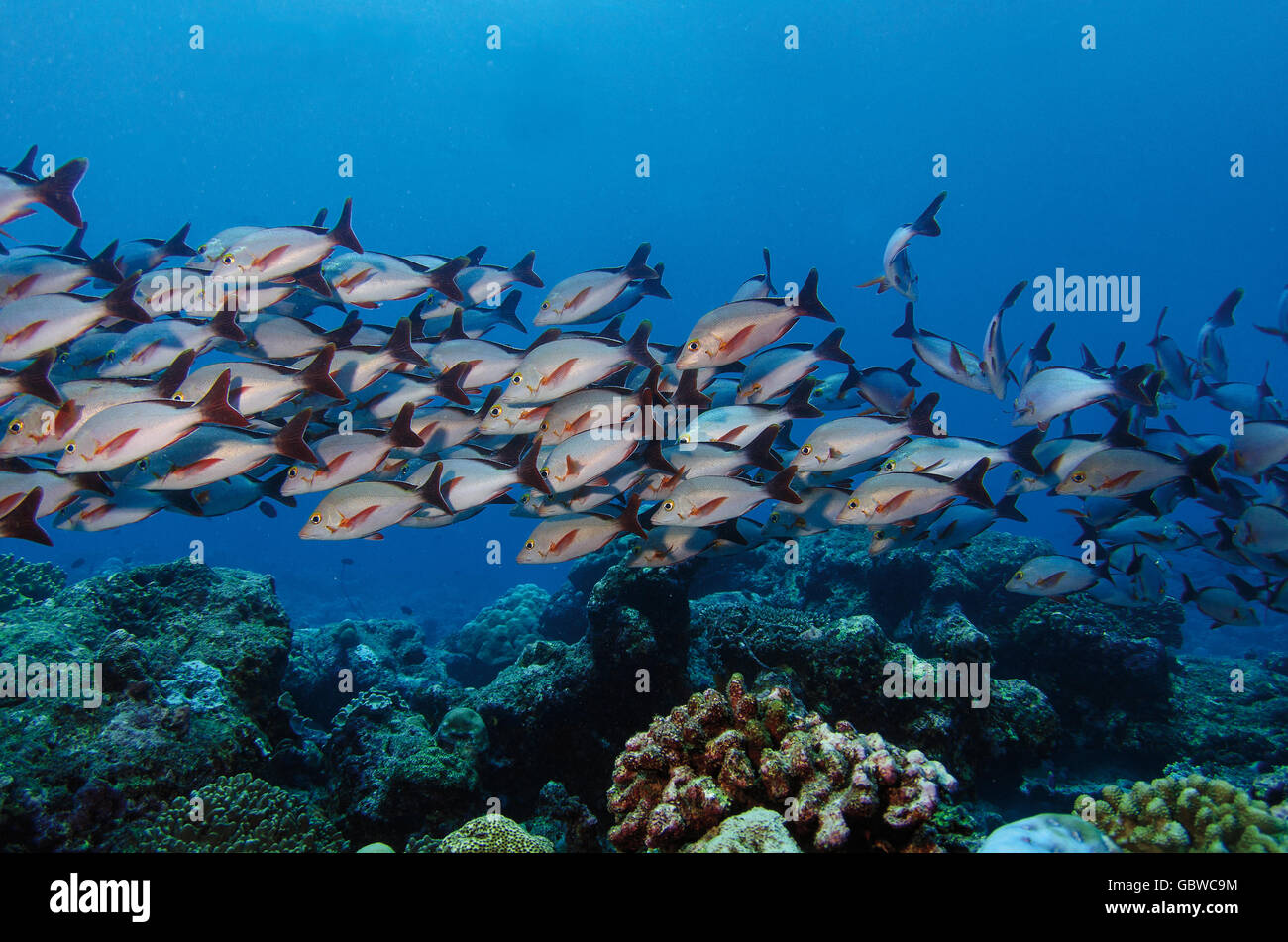 Male maldives red snapper hi-res stock photography and images - Alamy