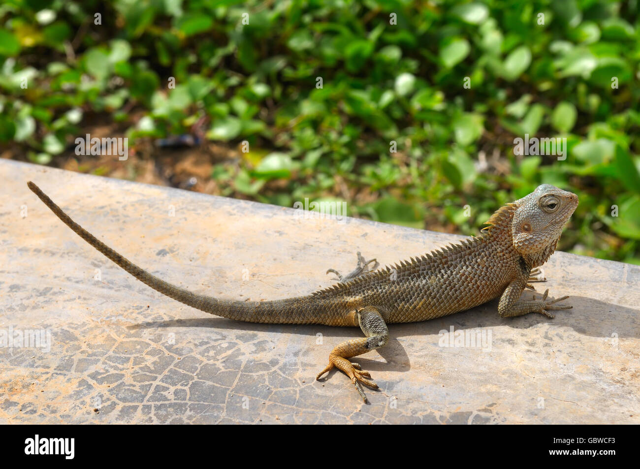 lizard basking in the sun (the wildlife of Sri Lanka Stock Photo - Alamy
