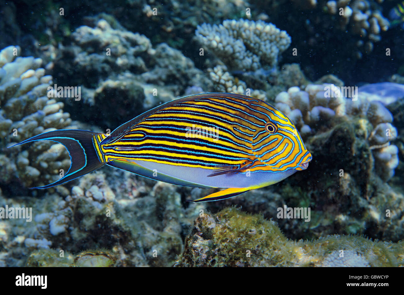 Acanthurus Lineatus
