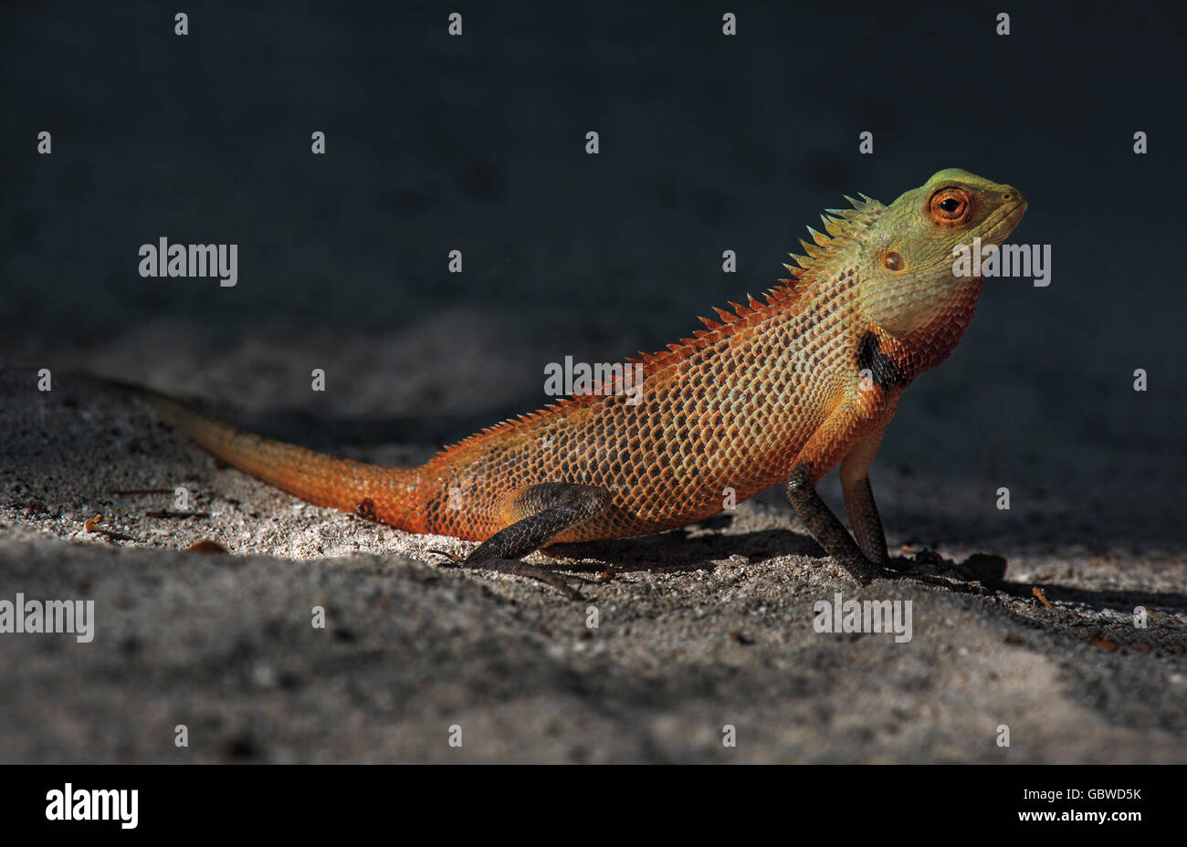 Oriental Garden Lizard, calotes versicolor, on sand, in the Maldives ...