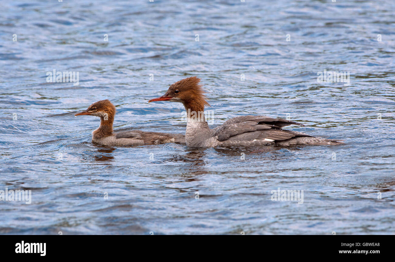 Female Goosander and chick swimming on Loch Lomond, Scotland Stock ...