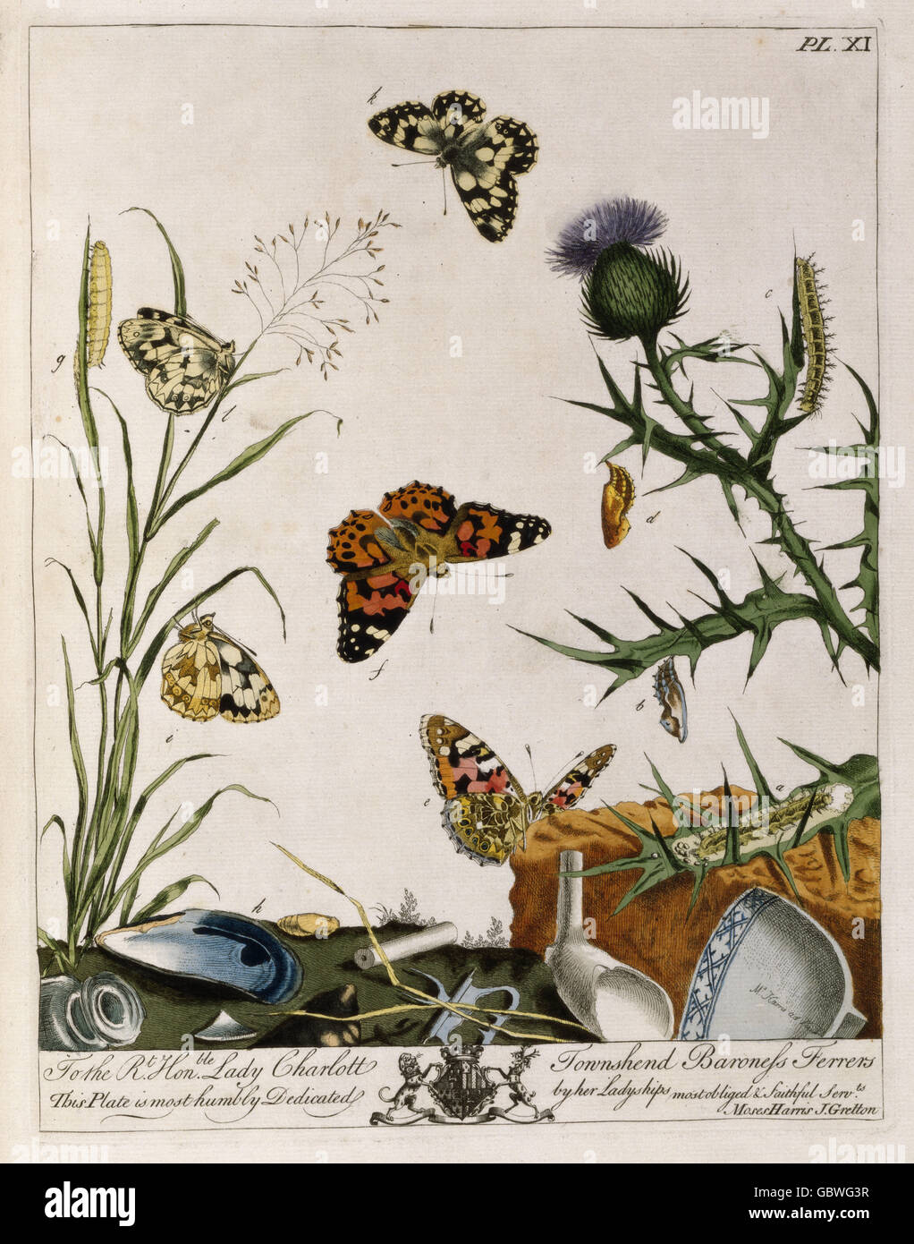 Natural history of english insects hi-res stock photography and images ...