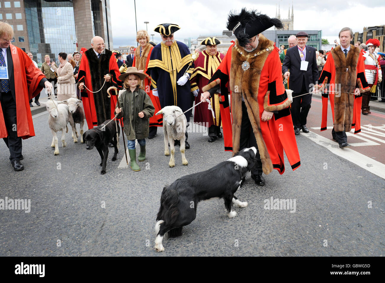 Sheep-herding over London Bridge Stock Photo - Alamy