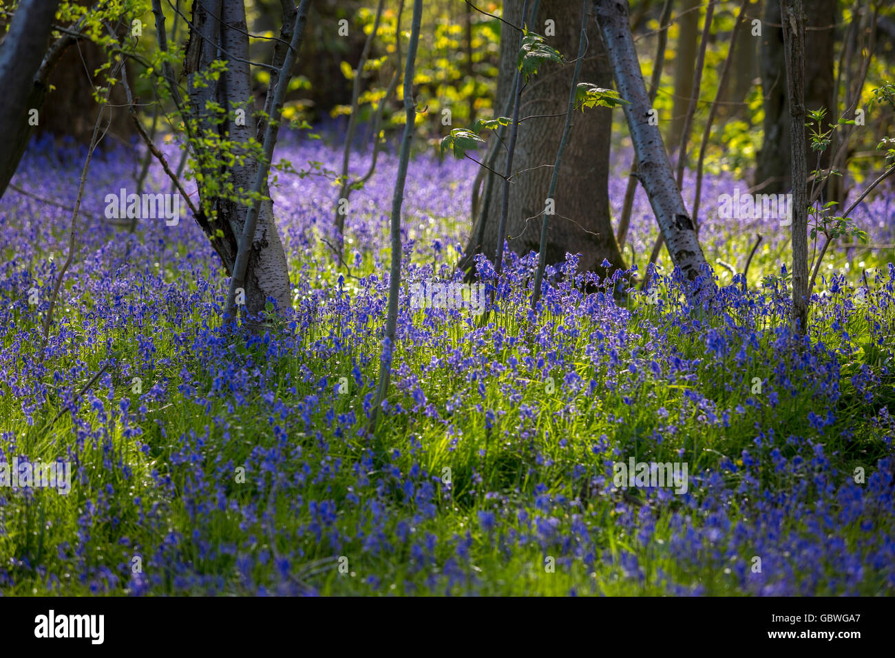 A Kent wood covered in spring bluebells, United Kingdom Stock Photo - Alamy