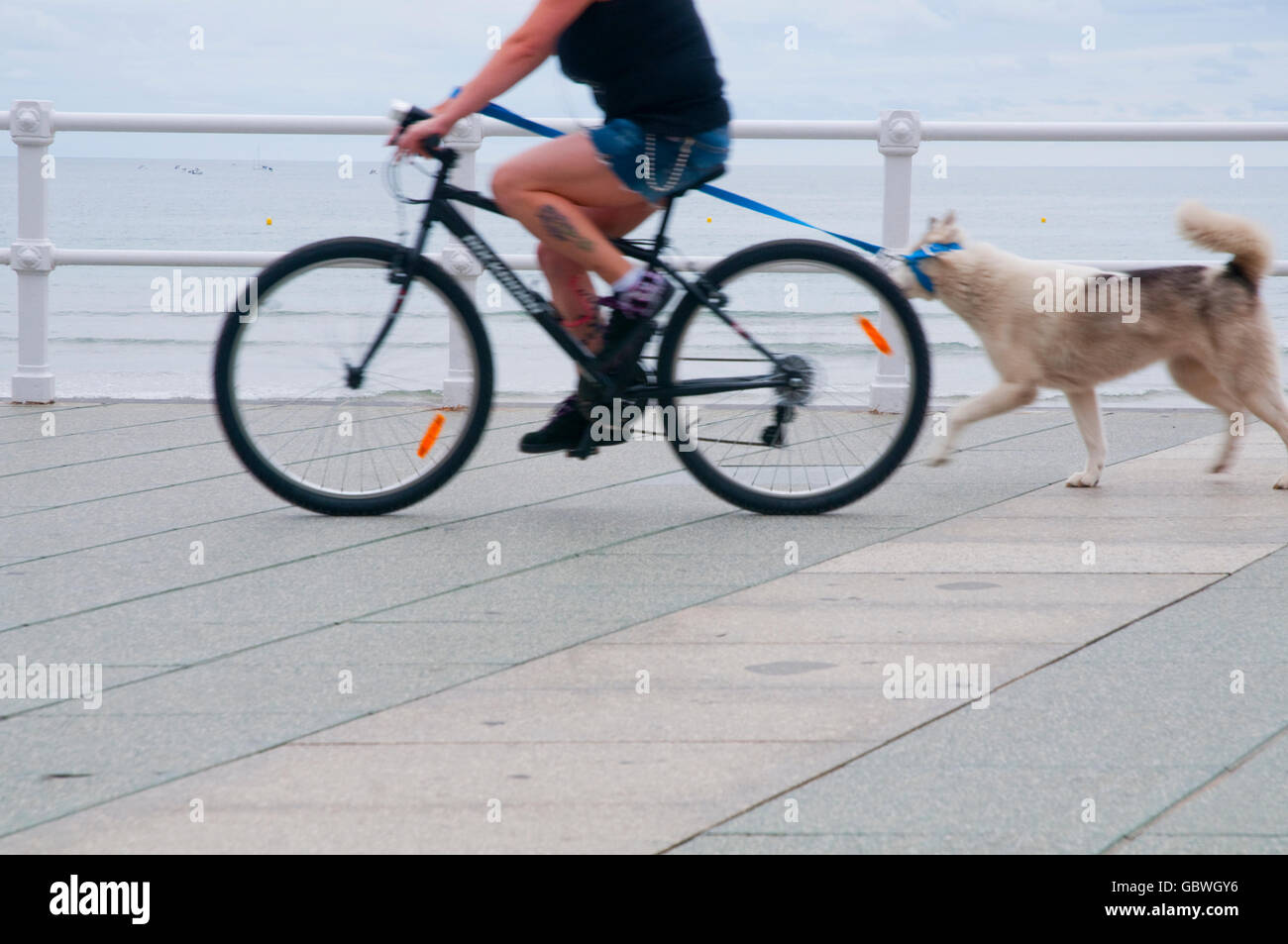 Woman riding bicycle with her dog along the promenade, San Lorenzo ...