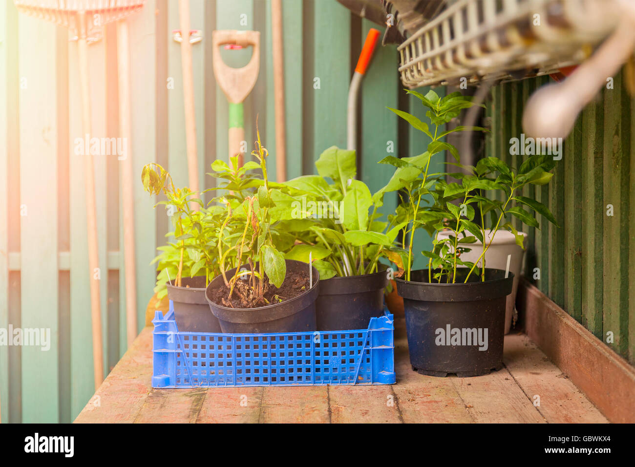 Image of a potting table with plants and tools Stock Photo - Alamy