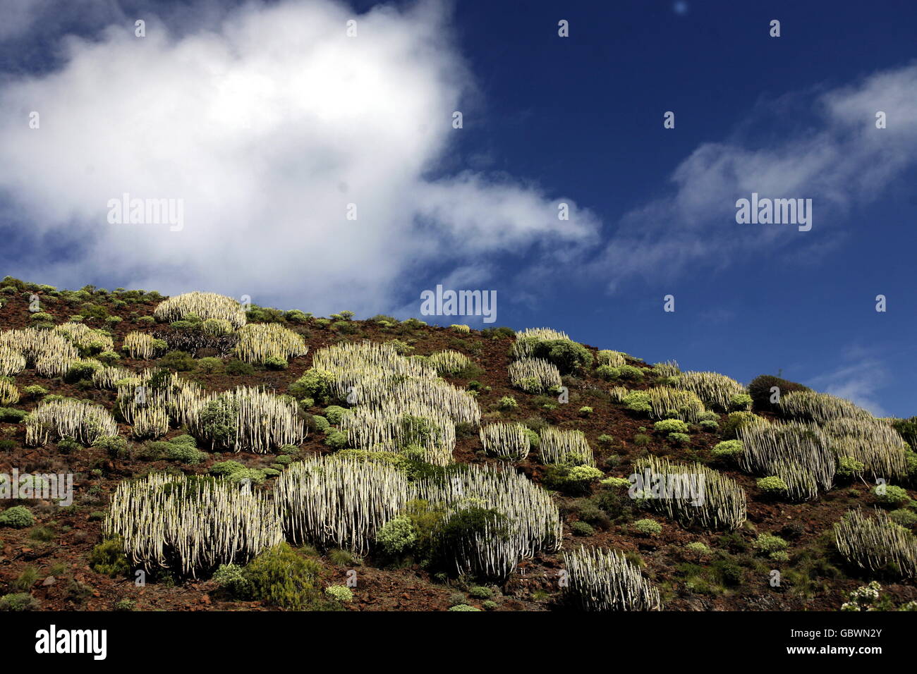 The landscape near the Village of Temisas on the Canary Island of Spain ...