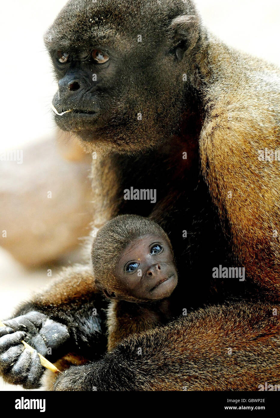 Tiny baby woolly monkey Branco pictured clinging on to his mother at ...