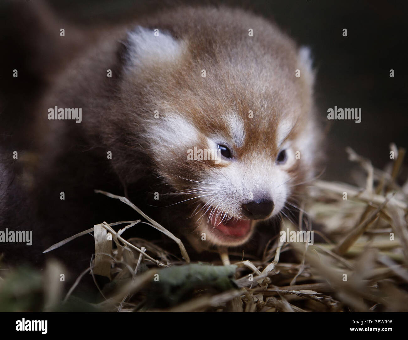 Baby red pandas Stock Photo - Alamy