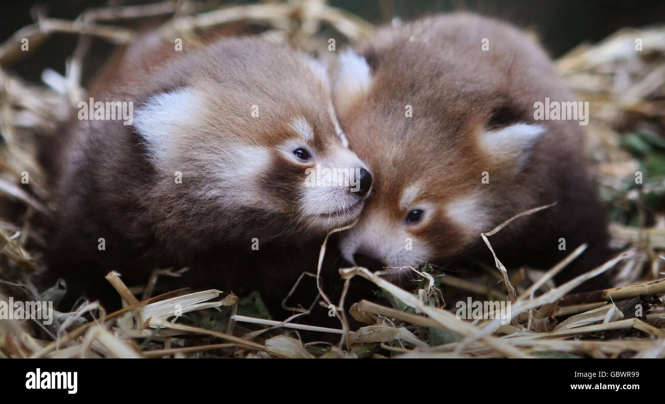 Red panda baby hi-res stock photography and images - Alamy
