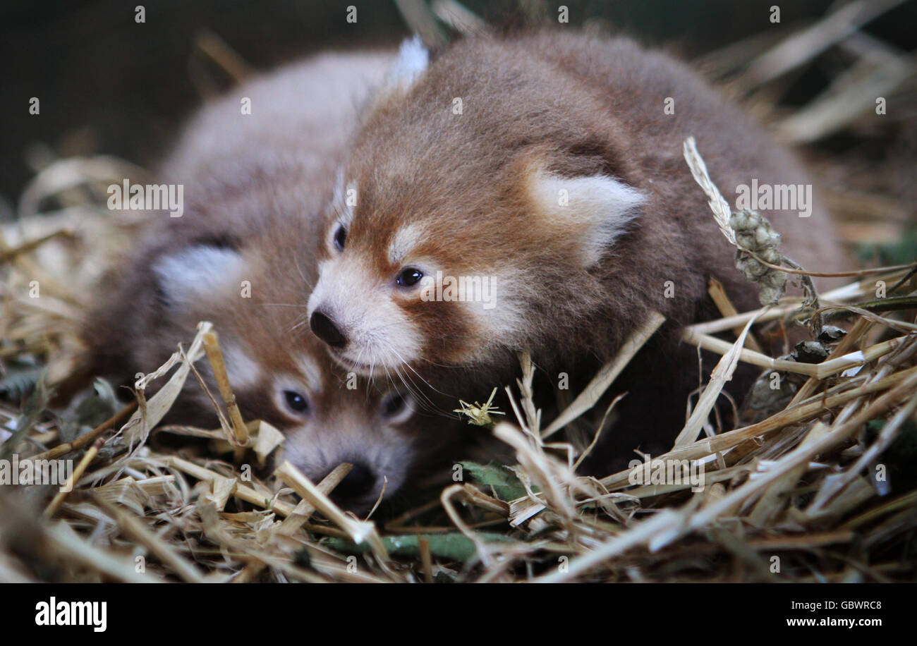 Cute Baby Red Panda Sleeping