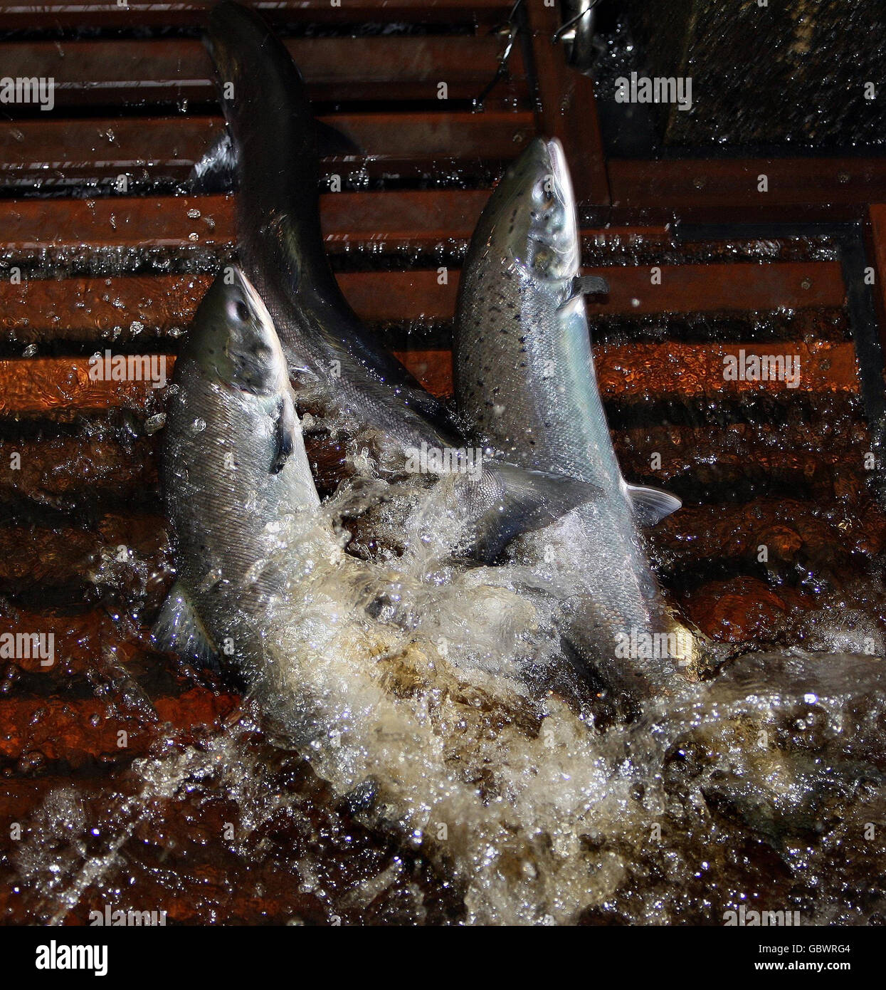 Bushmills river bush hi-res stock photography and images - Alamy