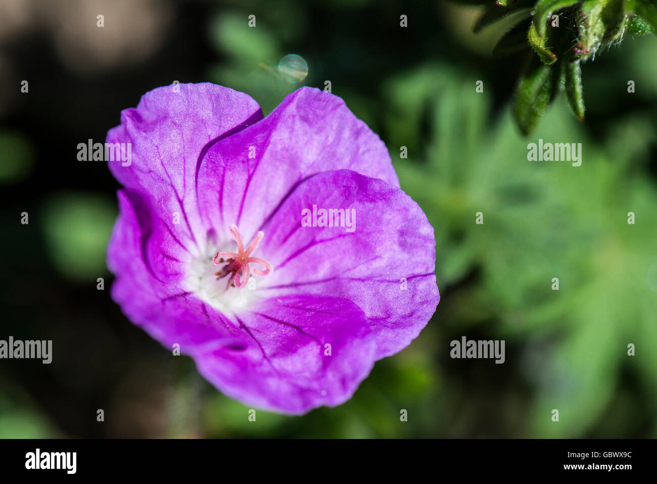 A close up of a Geranium sanguineum flower Stock Photo - Alamy