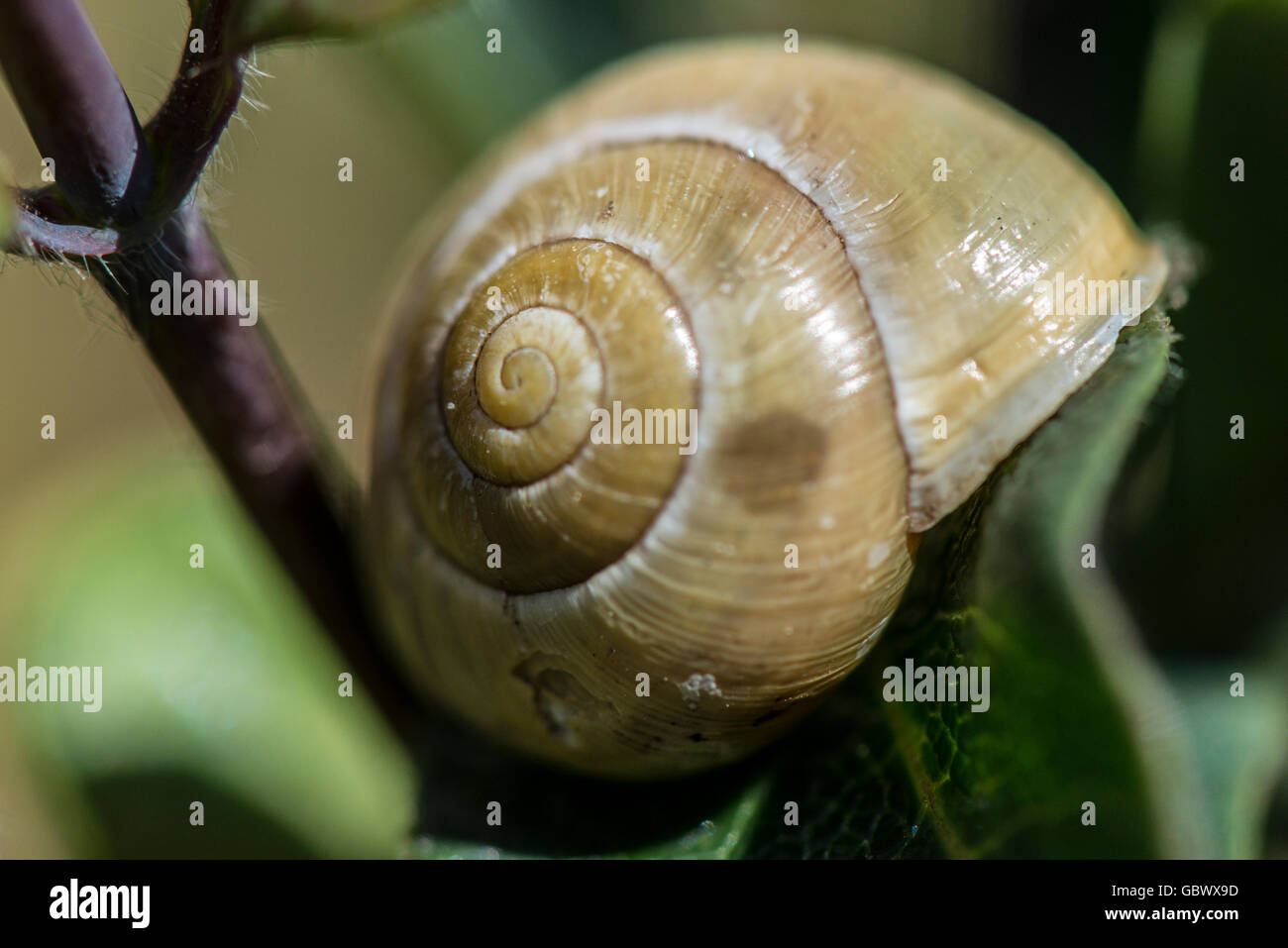 A white-lipped snail shell (Cepaea hortensis Stock Photo - Alamy