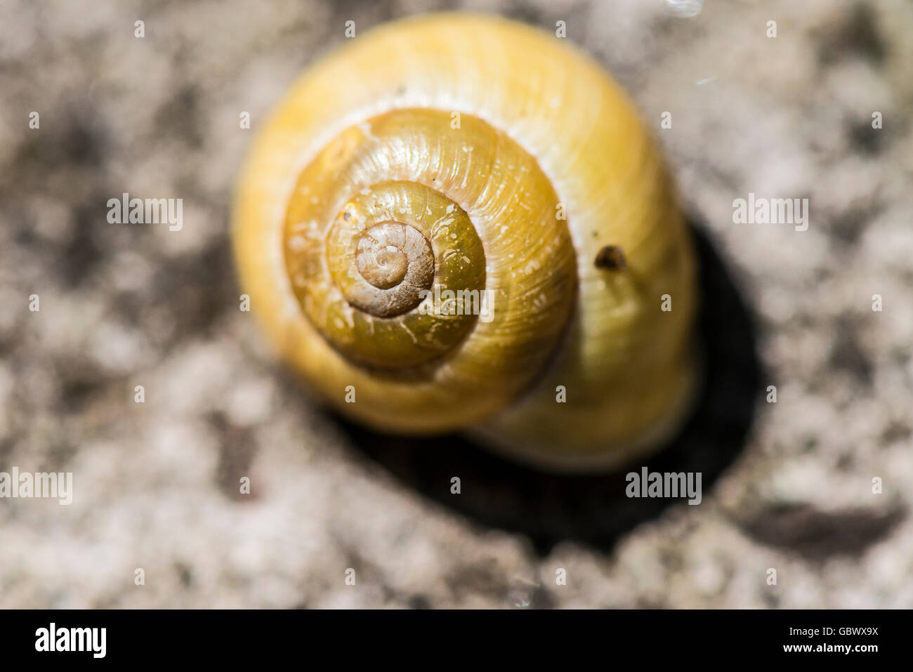 A white-lipped snail shell (Cepaea hortensis Stock Photo - Alamy