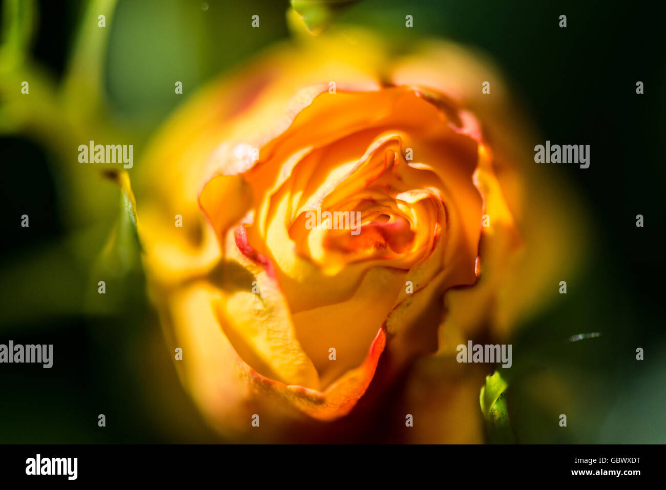 Rose golden showers hi-res stock photography and images - Alamy
