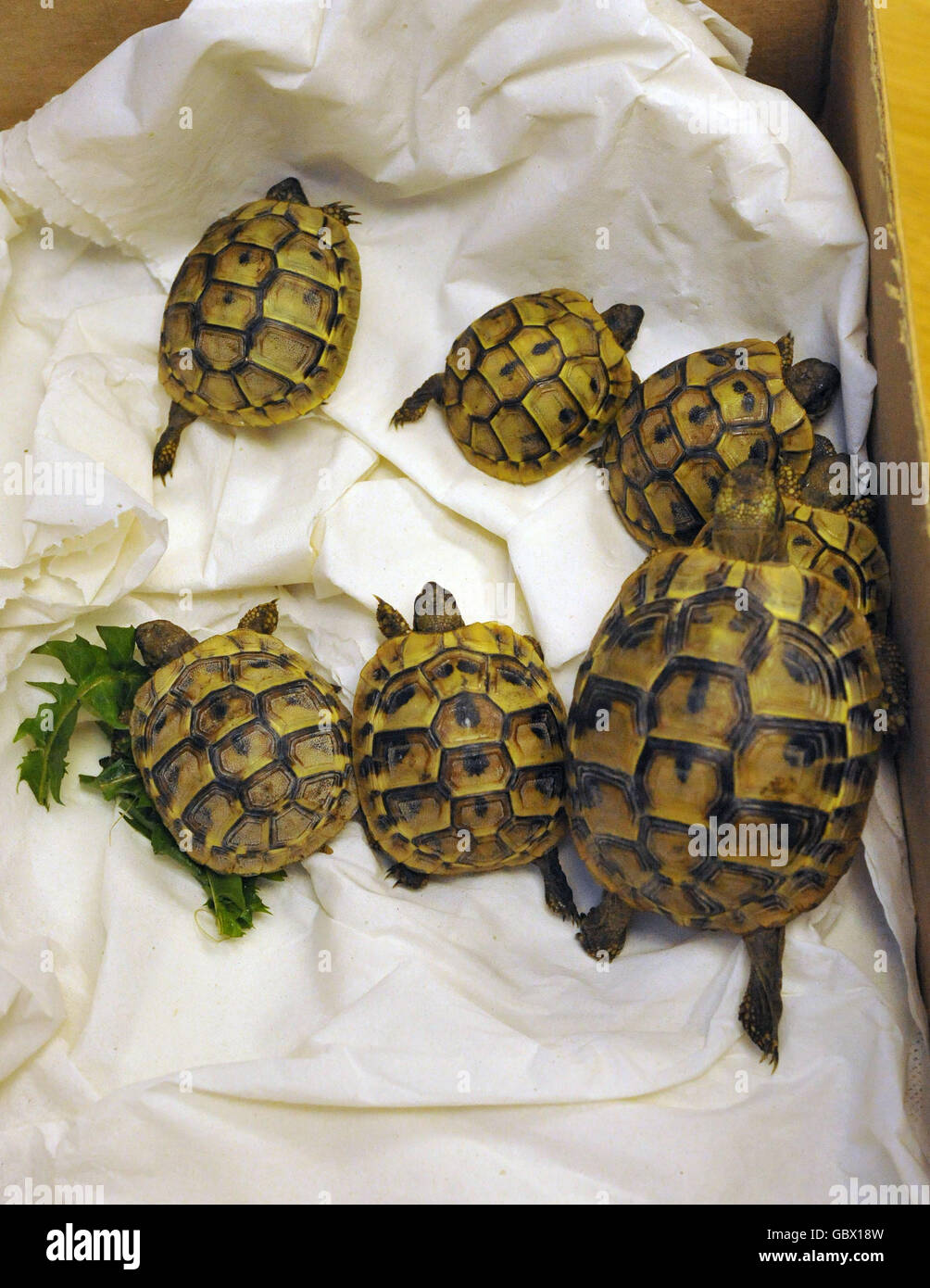 seven tortoises discovered in the luggage of a couple travelling from ...