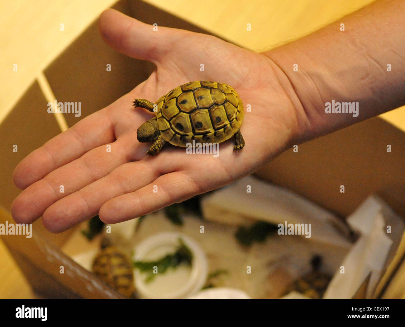 Tortoises discovered in the luggage of a couple travelling from Corfu ...