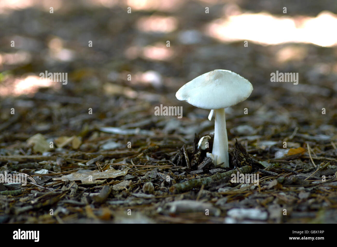 Alive mushroom hi-res stock photography and images - Alamy