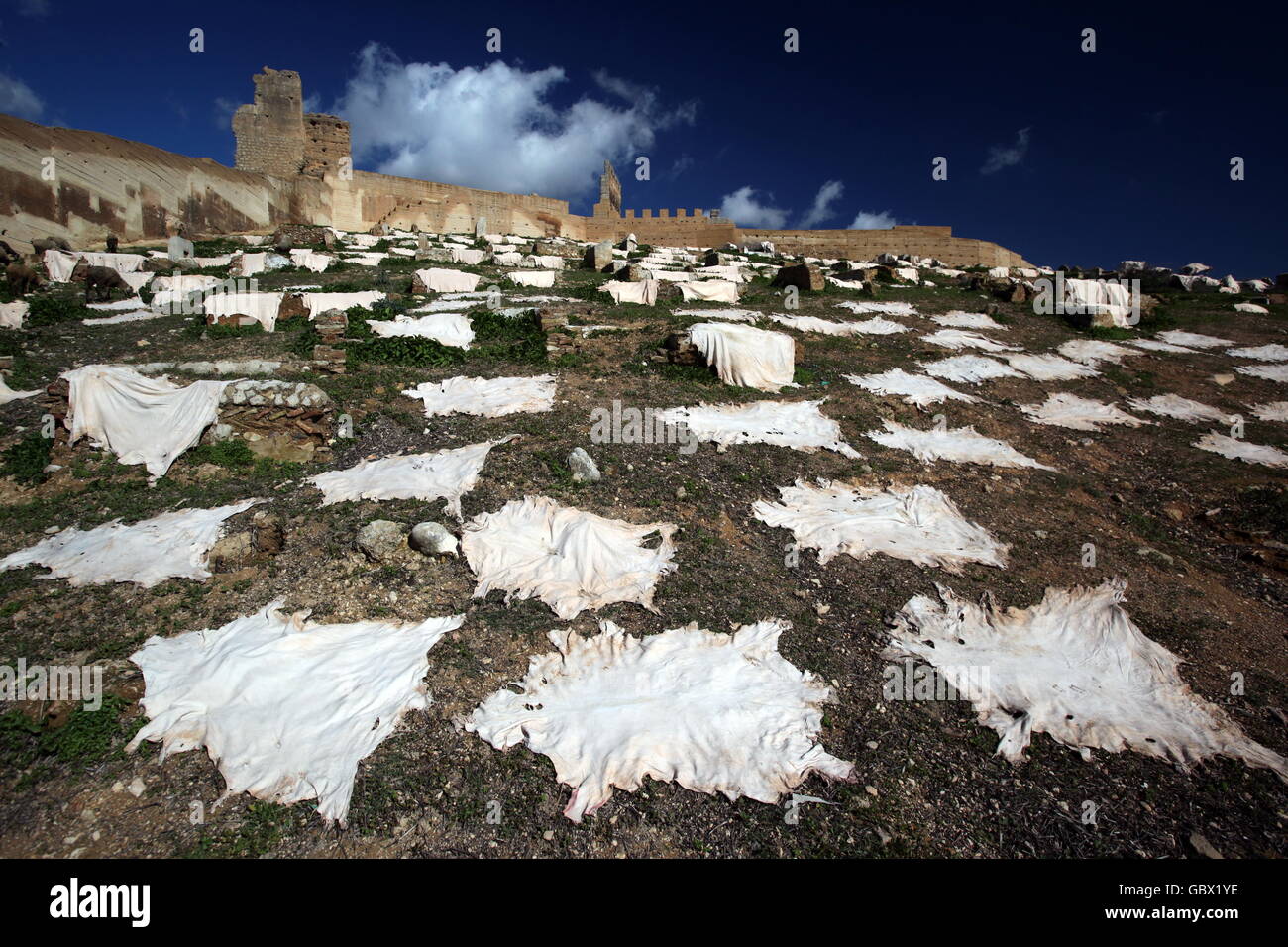 The fresh Leather gets dry on the sun near Leather production in front ...