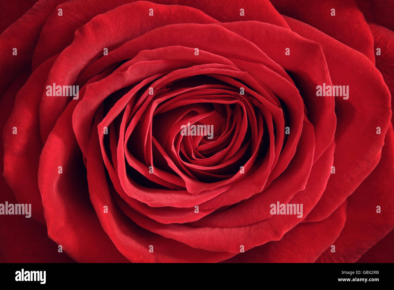 Red rose close up background Stock Photo - Alamy
