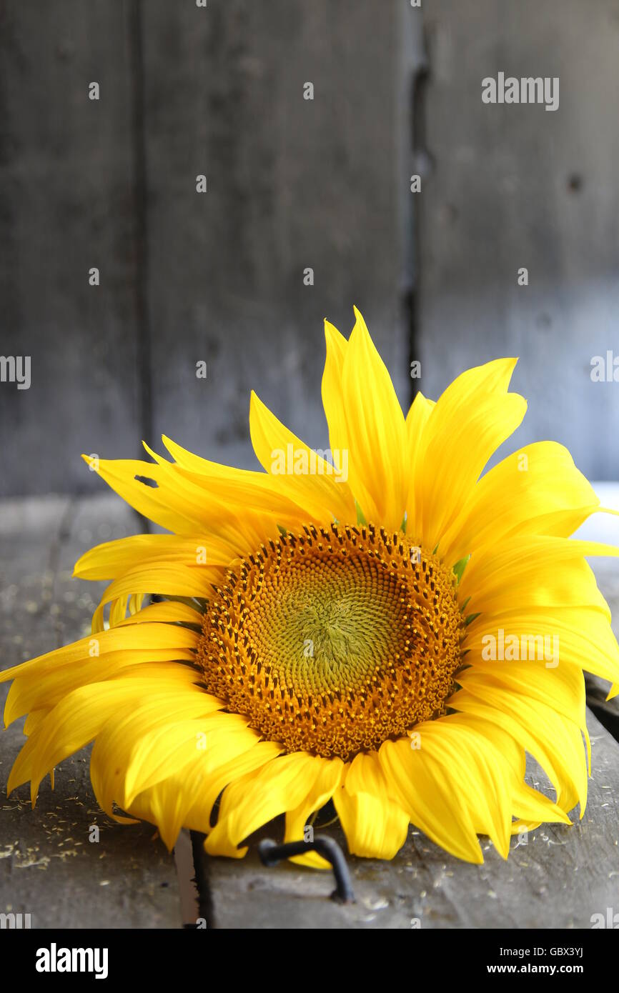 Mom with sunflower hi-res stock photography and images - Alamy